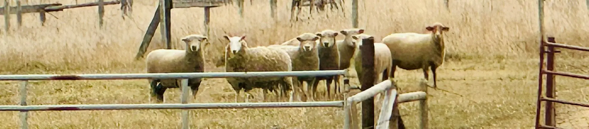 Premises Identification (PID) - Alberta Lamb