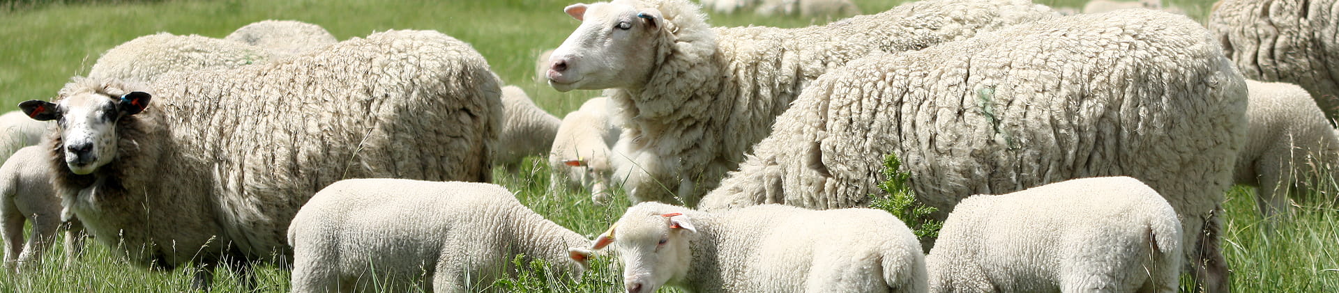 Sheep Breeds - Alberta Lamb